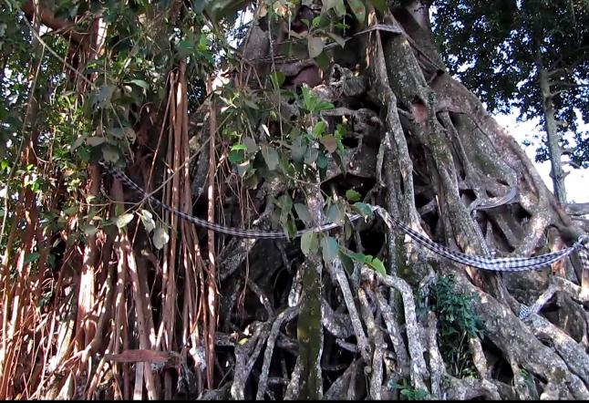 Sabarimala Temple: A Journey into Sacred Mysteries